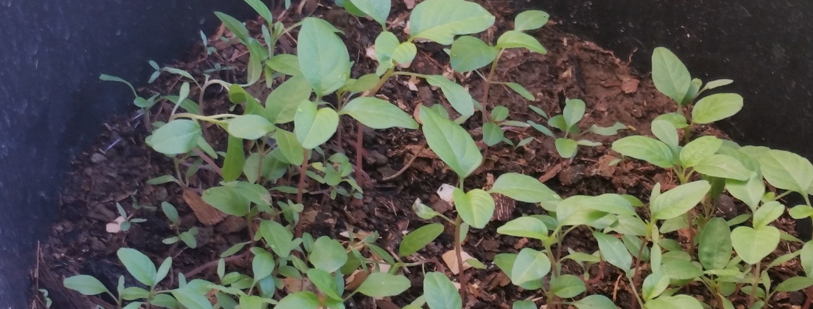 Jamaican Urban Organic Farming #24: Callaloo Update – Jamaica Pen ...